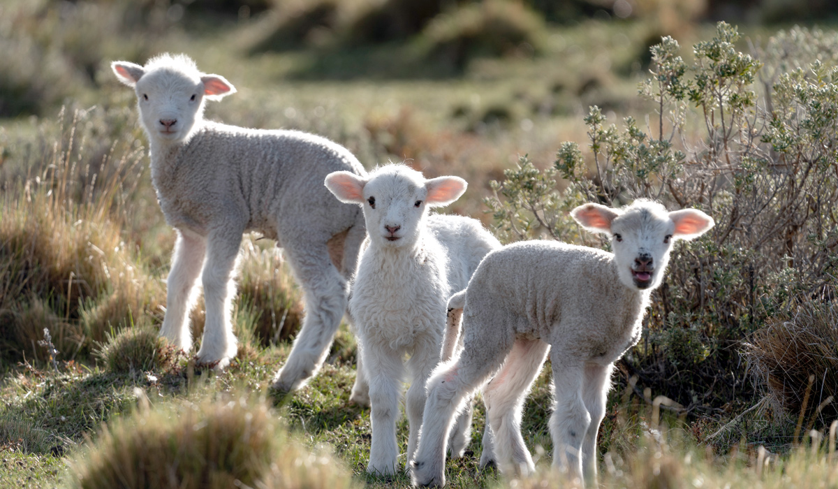 TEG - Green Hydrogen Energy | Transitional Energy Group